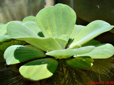 Tanaman Air Apu-Apu - water lettuce - Pistia stratiotes